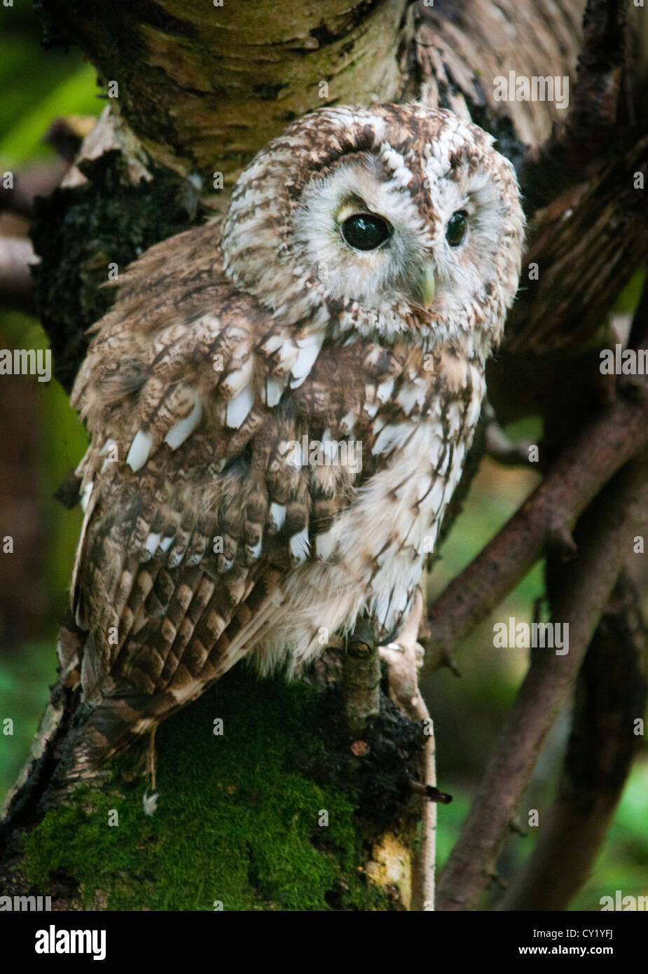 The Tawny Owl Stock Photo - Alamy