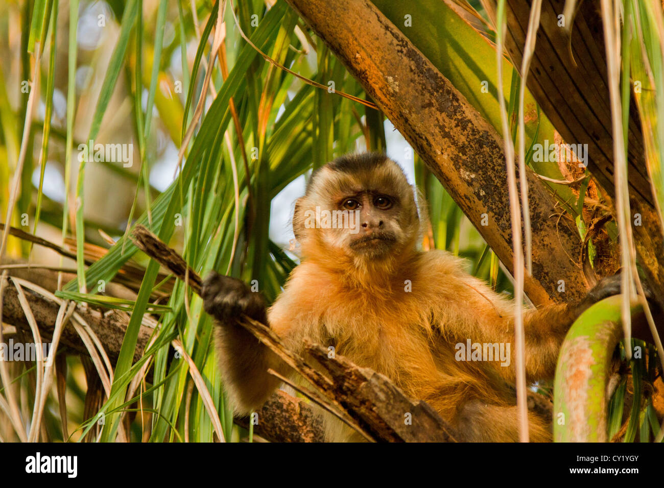 Tufted capuchin (Cebus apella), also known as brown capuchin or black ...