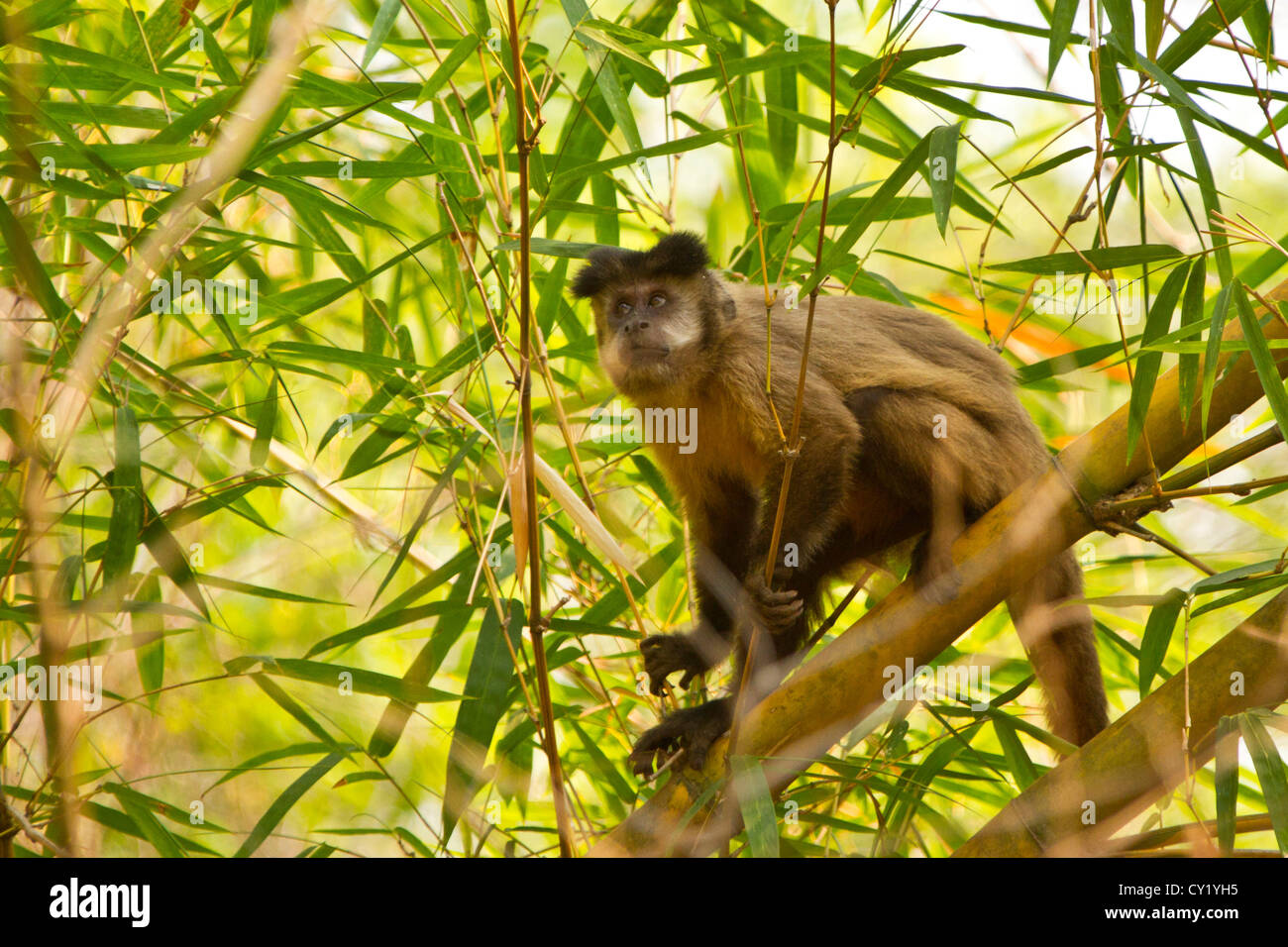Tufted capuchin (Cebus apella), also known as brown capuchin or black ...