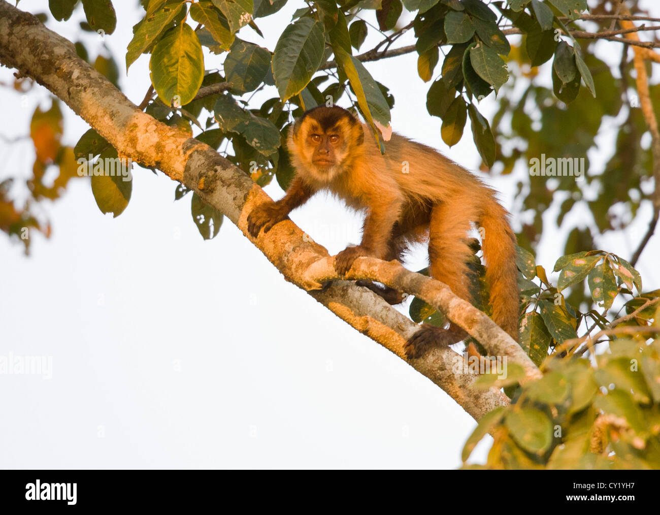 Tufted capuchin (Cebus apella), also known as brown capuchin or black ...