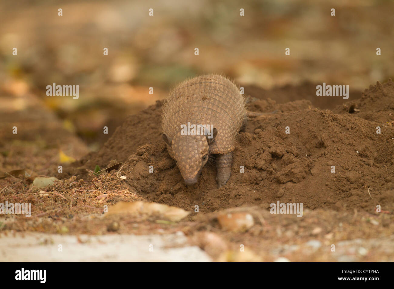 Armadillo burrow hi-res stock photography and images - Alamy