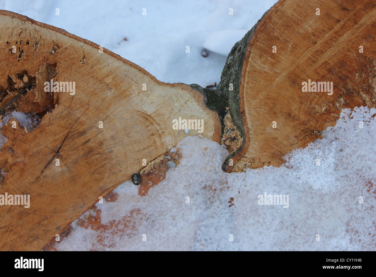 tree logs covered in snow, Trento, Italy, winter season, theme, nature ...