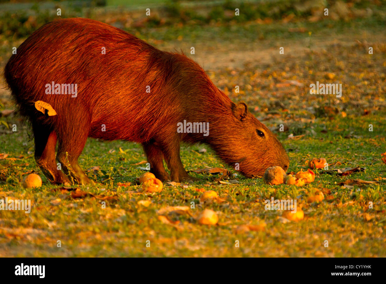 Capybara eating hi-res stock photography and images - Alamy