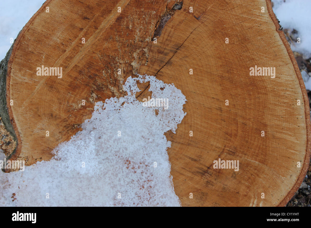 tree logs covered in snow, Trento, Italy, winter season, theme, nature ...