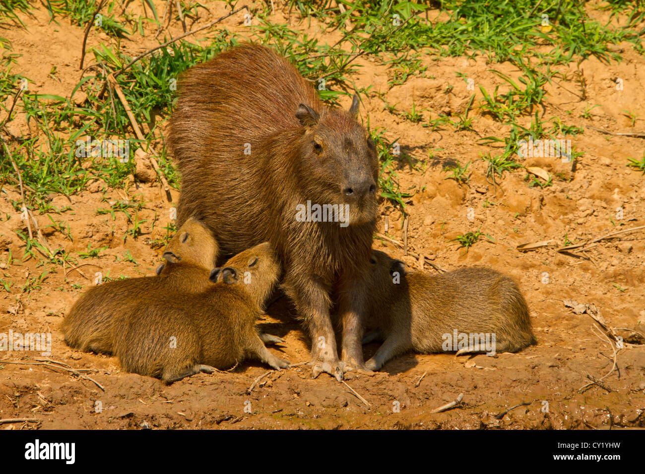Capybara (Hydrochaeris hydrochaeris) , mother with young nursing Stock ...