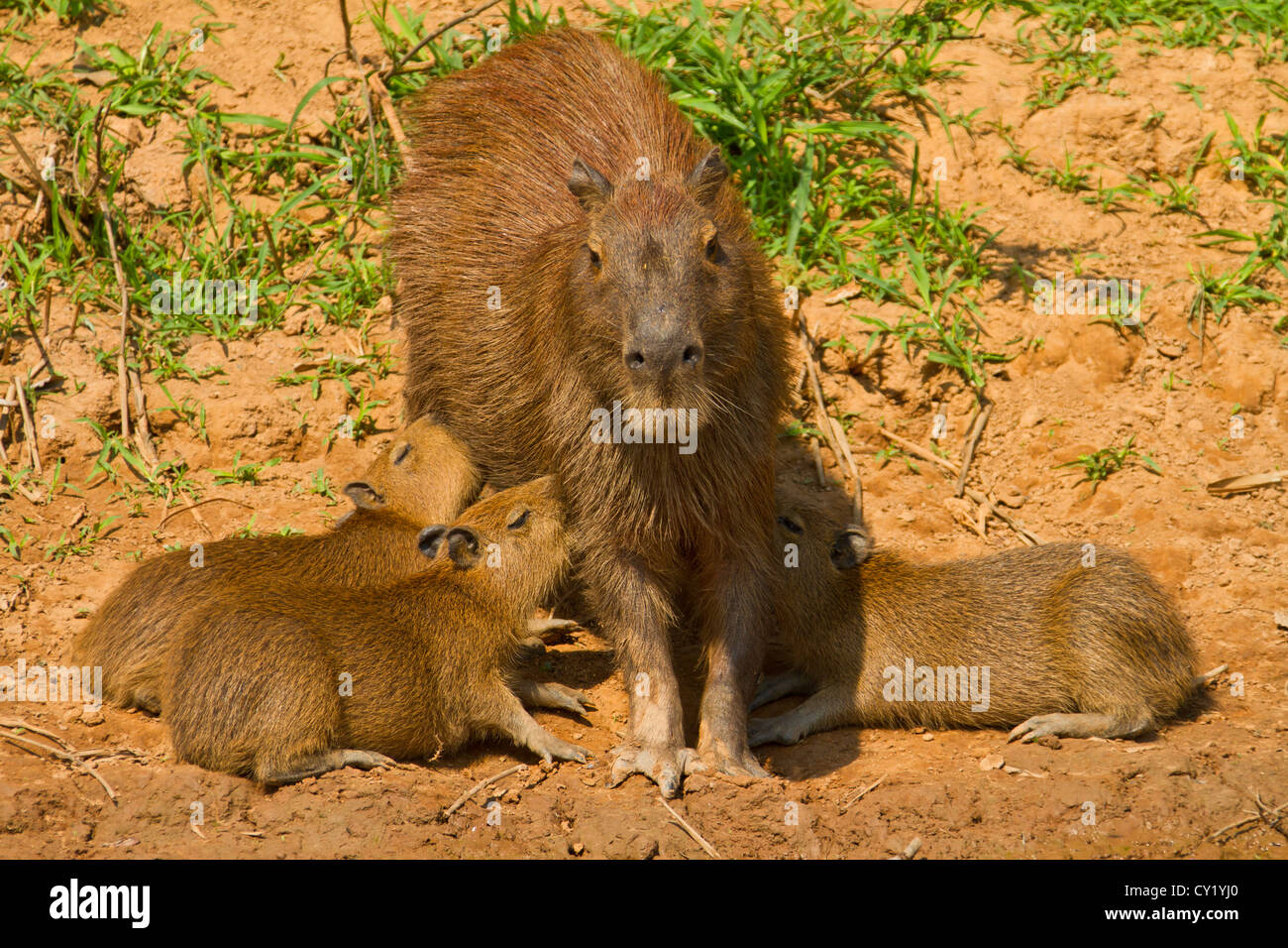 Capybara (Hydrochaeris hydrochaeris) , mother with young nursing Stock ...