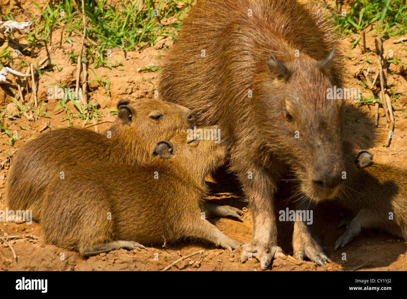 Capybara mother young hi-res stock photography and images - Alamy