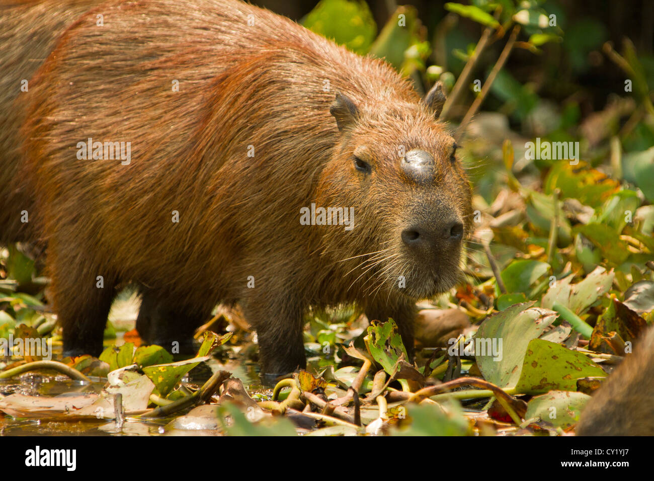 Capybara (Hydrochaeris hydrochaeris) male. Males exhibit the leather ...