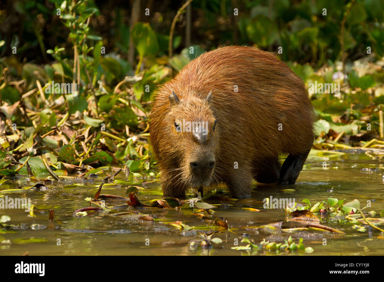 Capybara (Hydrochaeris hydrochaeris) male. Males exhibit the leather ...