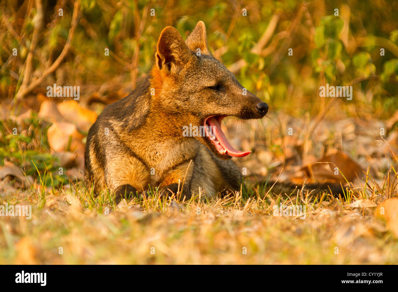 Crab-eating Fox (Cerdocyon thous) yawning Stock Photo - Alamy