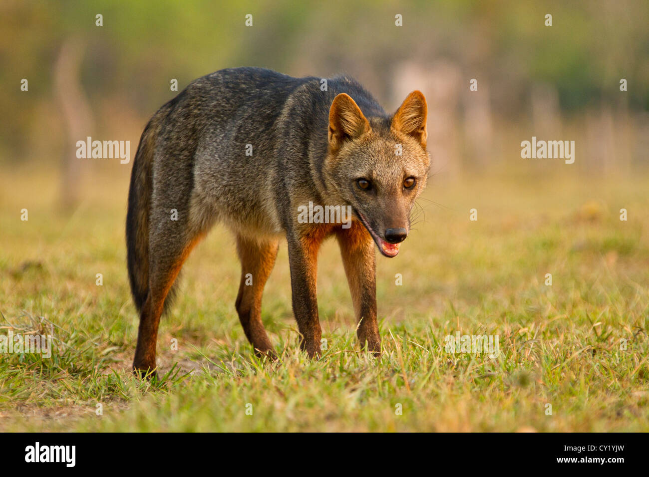 Crab-eating Fox (Cerdocyon thous Stock Photo - Alamy