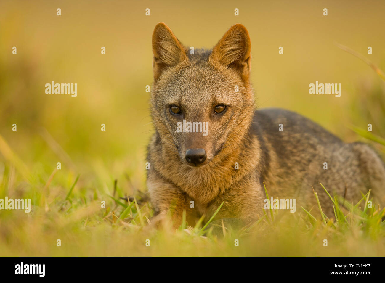 Crab-eating Fox (Cerdocyon thous Stock Photo - Alamy
