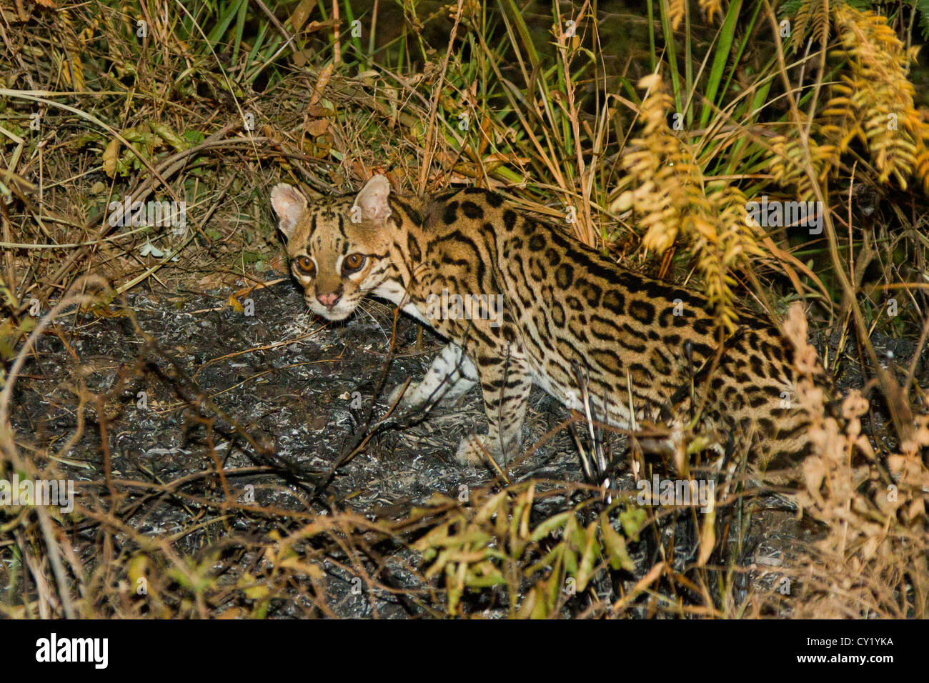 Ocelot (Leopardus paradalis Stock Photo - Alamy