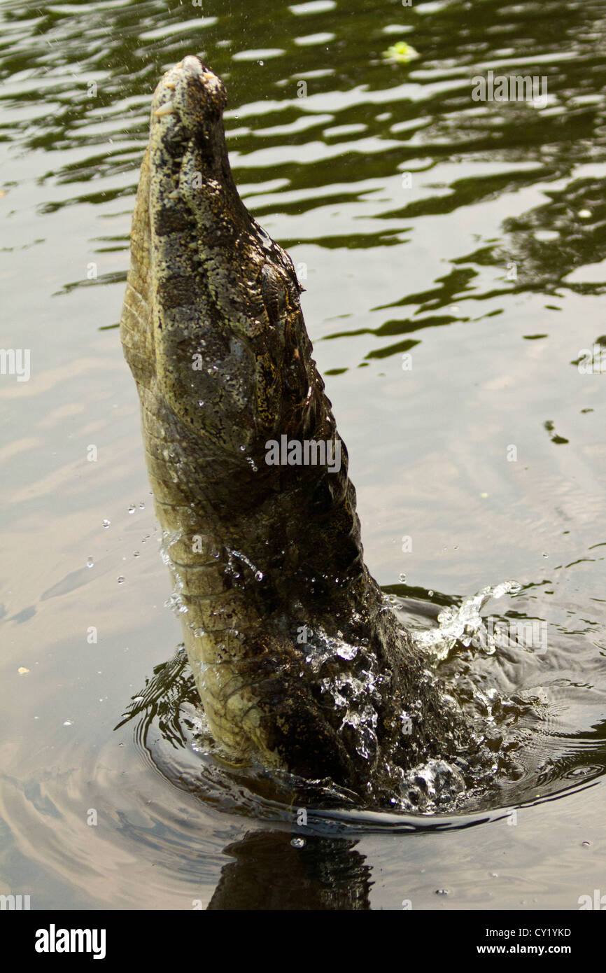 Spectacled Caiman (Caiman crocodilus), also known as white caiman or ...