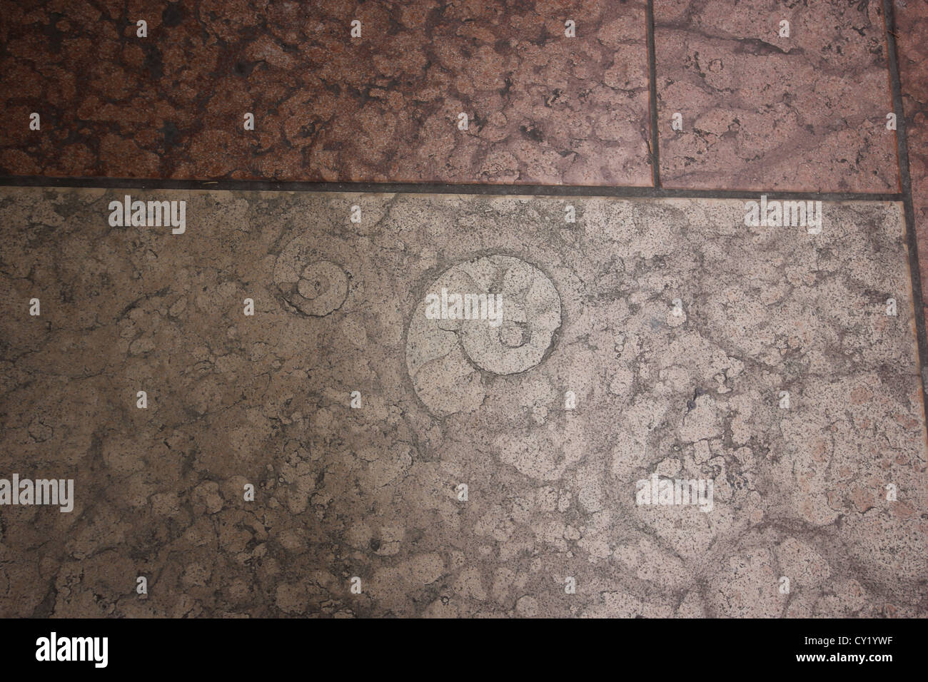 Fossil marble hi-res stock photography and images - Alamy