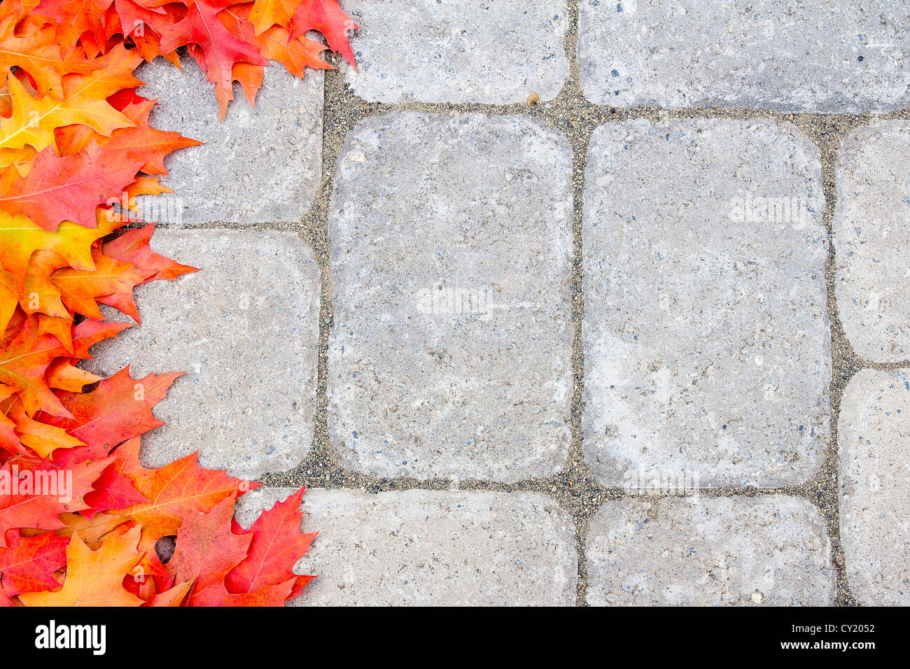Fall Oak Tree Leaves Border Over Stone Bricks Paver Patio Stock Photo ...