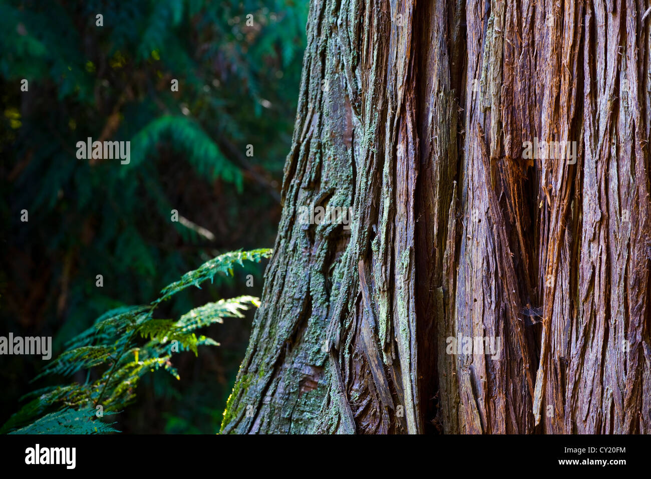 Cedar tree trunk hi-res stock photography and images - Alamy
