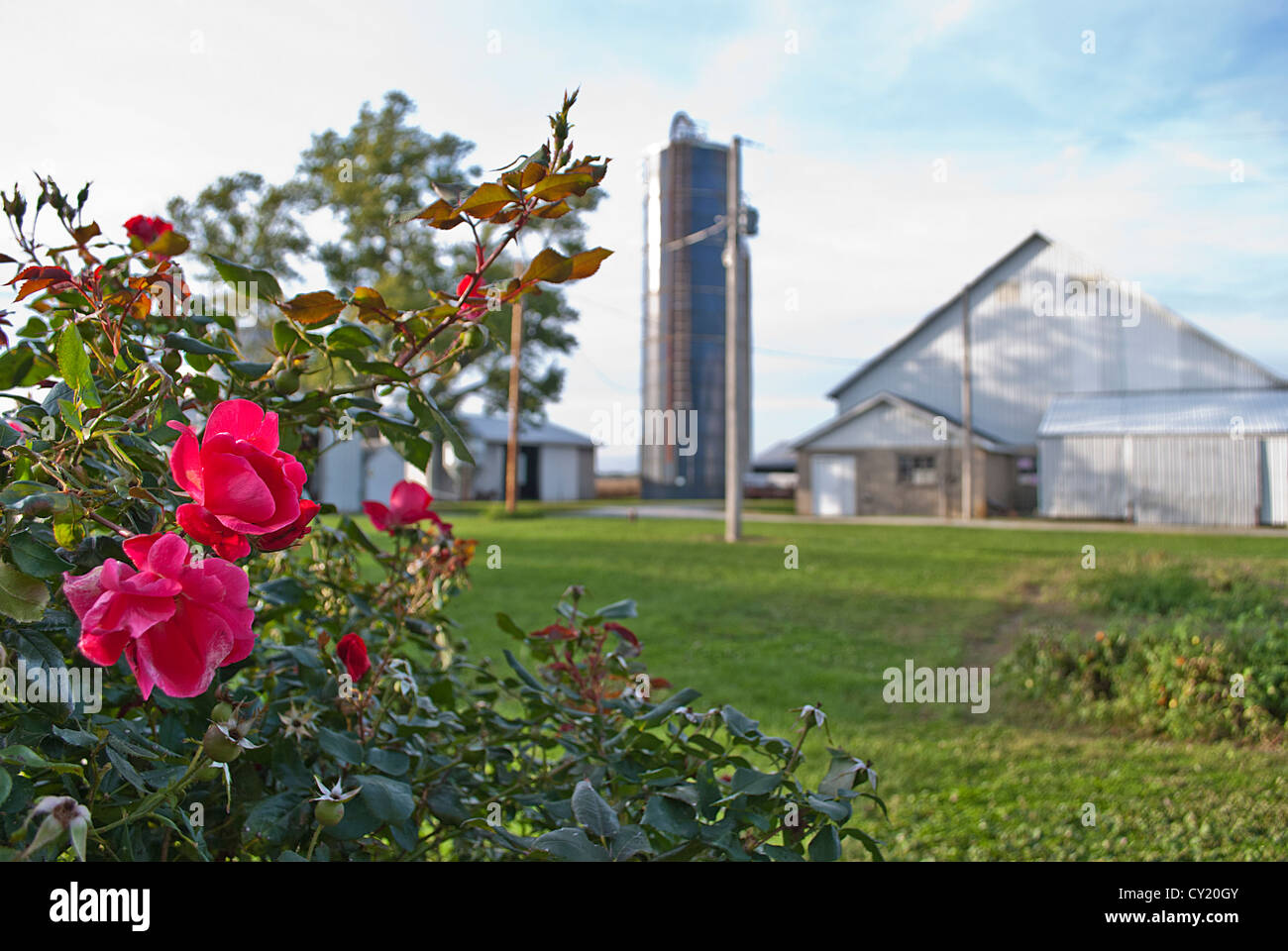 Farmyard roses with silo, barn, and barnyard in near background Stock ...
