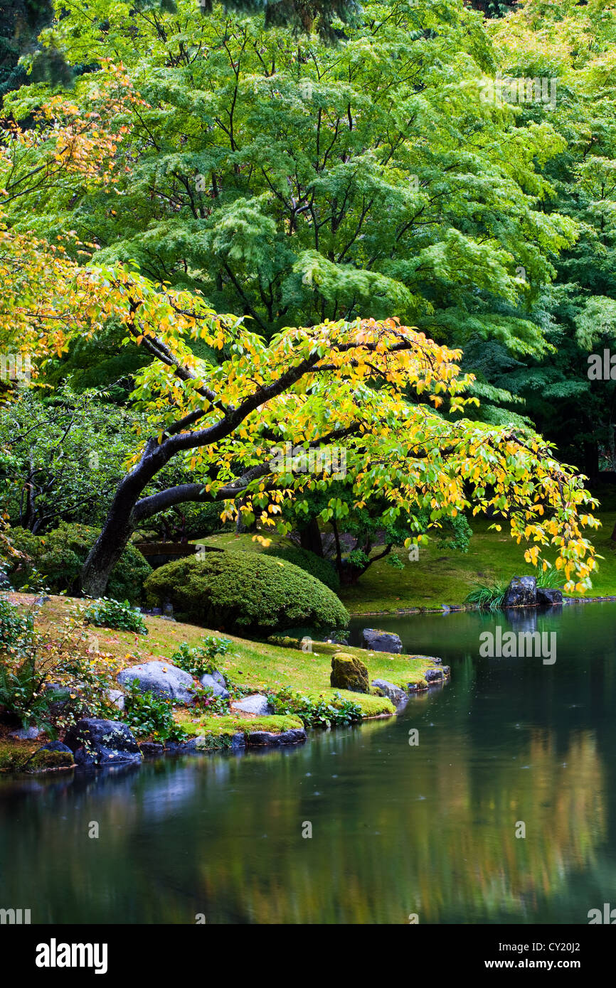 Water dripping from a tree in Nitobe Japanese Garden, Vancouver, Canada ...