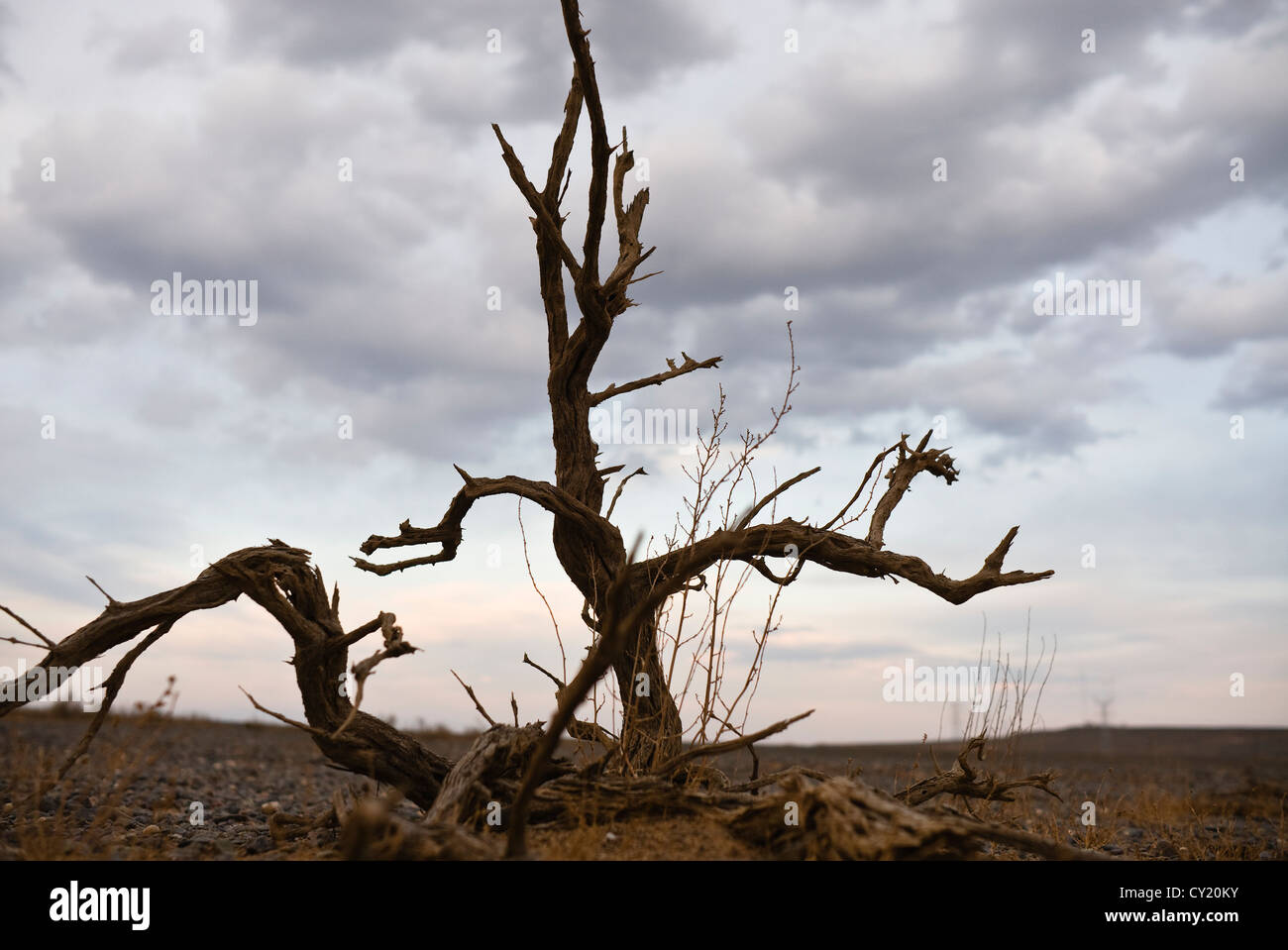 xinjiang, china: dead tree in gobi desert Stock Photo - Alamy