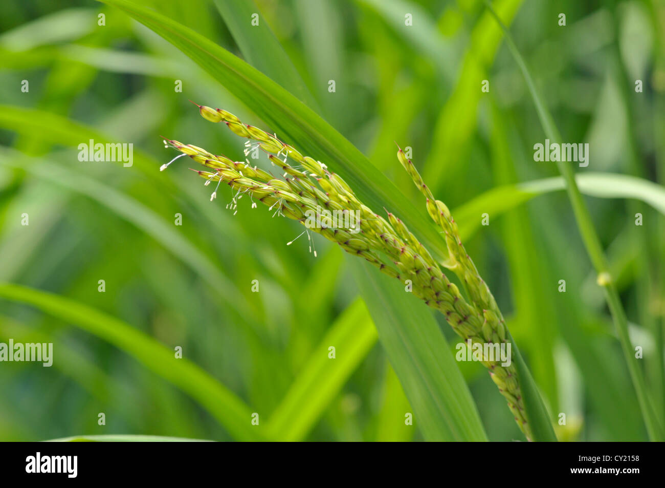 Rice: Oryza sativa Stock Photo - Alamy