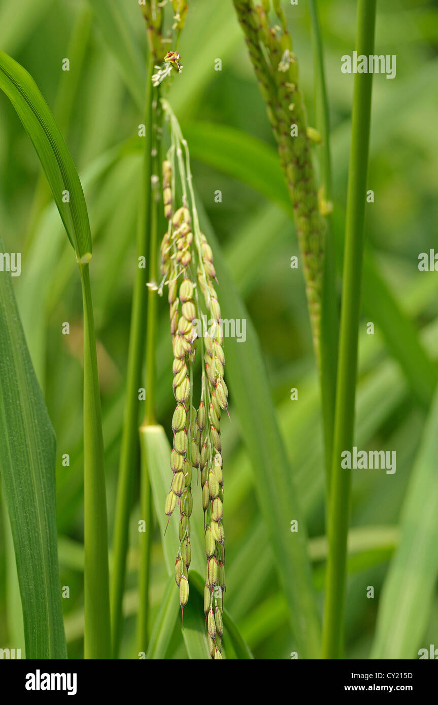 Rice: Oryza sativa Stock Photo - Alamy