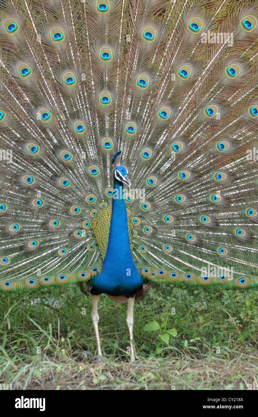 Dancing peacock hi-res stock photography and images - Alamy
