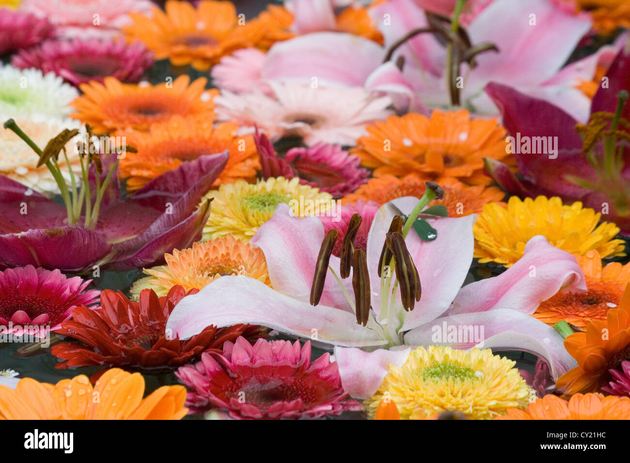 Flowers floating on water surface Stock Photo - Alamy