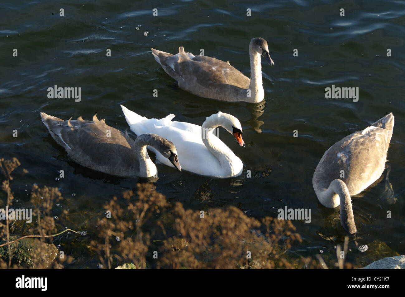 Mature Mute swan with its swanlings in the Bothnian Sea Stock Photo - Alamy