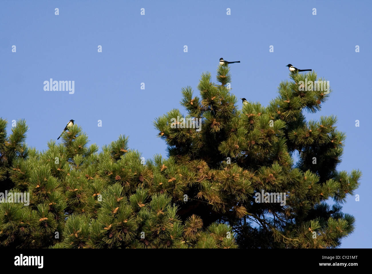 Magpie on the top of a tree hi-res stock photography and images - Alamy