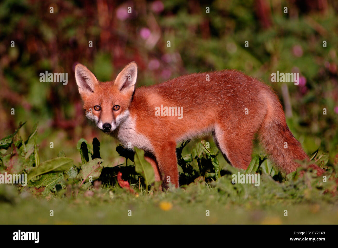 Fox hunted hi-res stock photography and images - Alamy