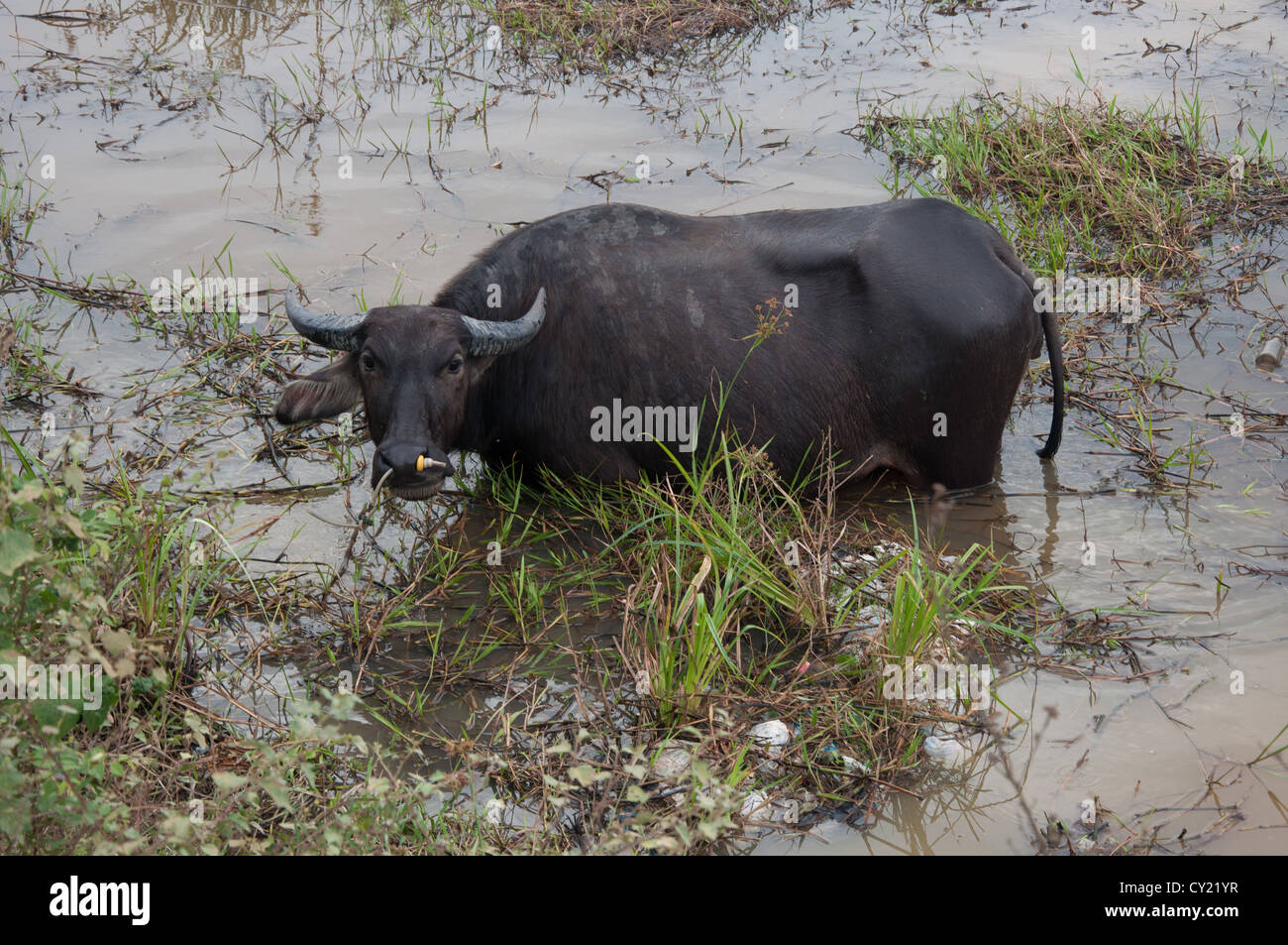 buffalo eats grass in swamp Stock Photo - Alamy
