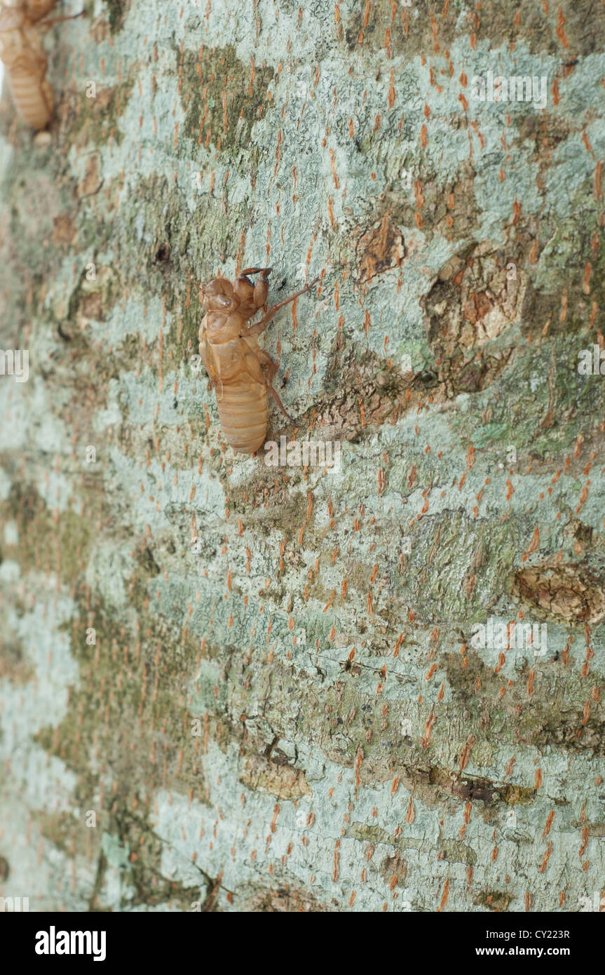 cicada's slough on tree Stock Photo - Alamy