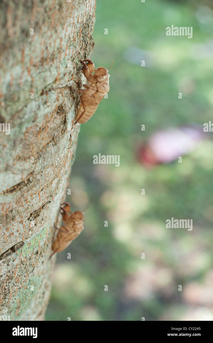 cicada's slough on tree Stock Photo - Alamy