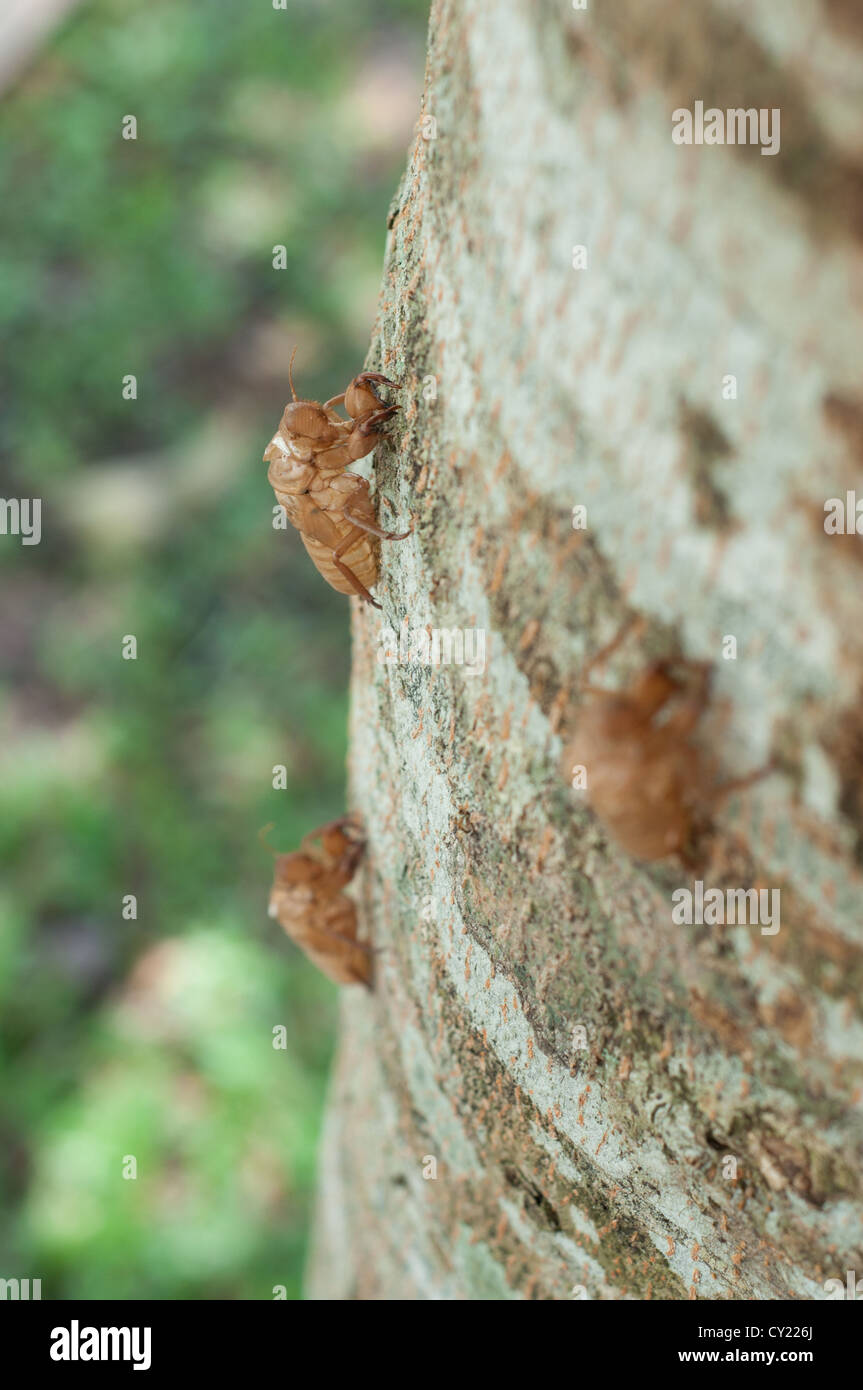 cicada's slough on tree Stock Photo - Alamy