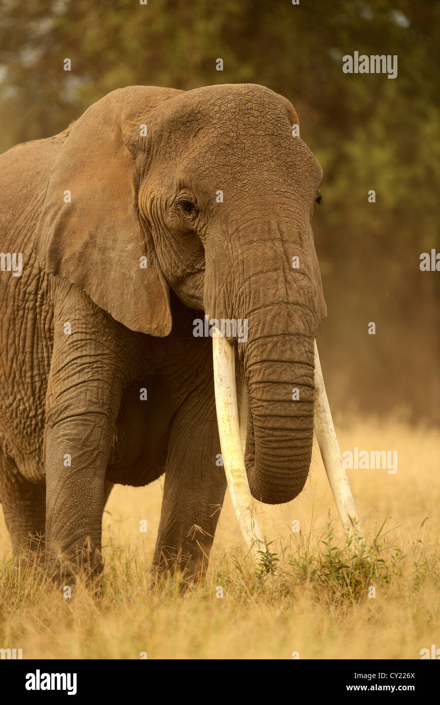 Portrait of an African Elephant Bull with long tusks, in Amboseli ...