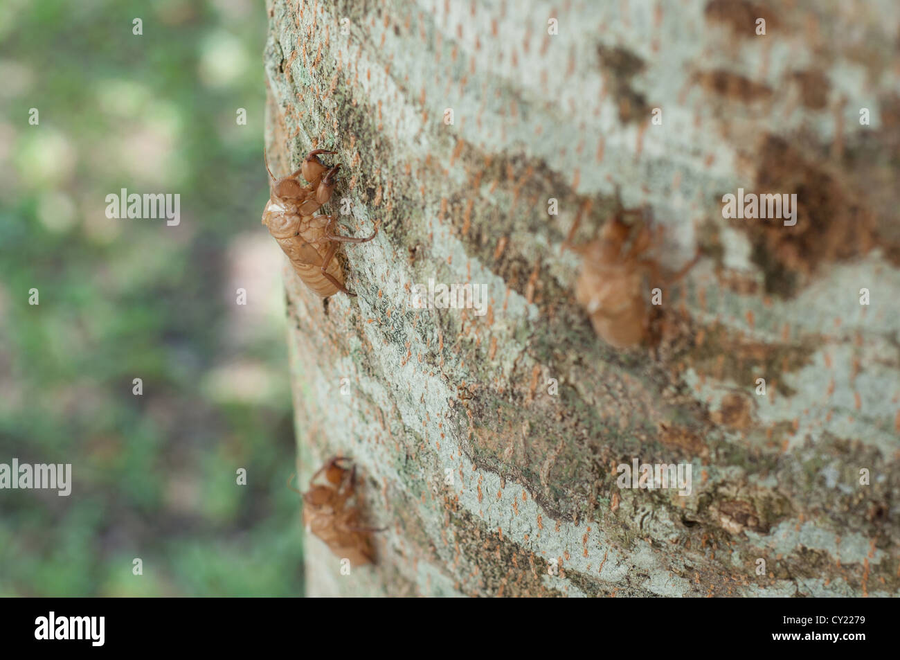 cicada's slough on tree Stock Photo - Alamy