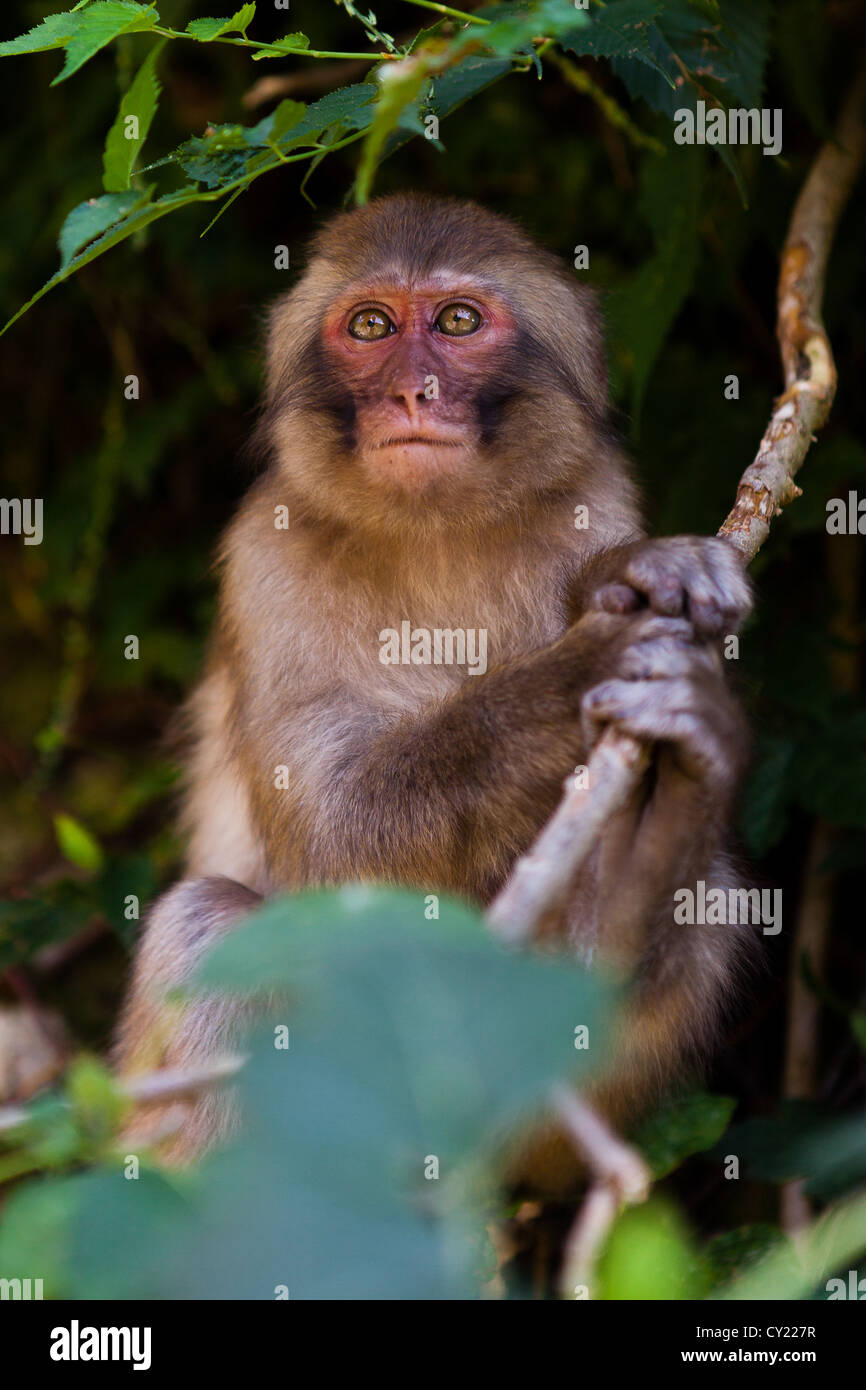 Maquac hi-res stock photography and images - Alamy
