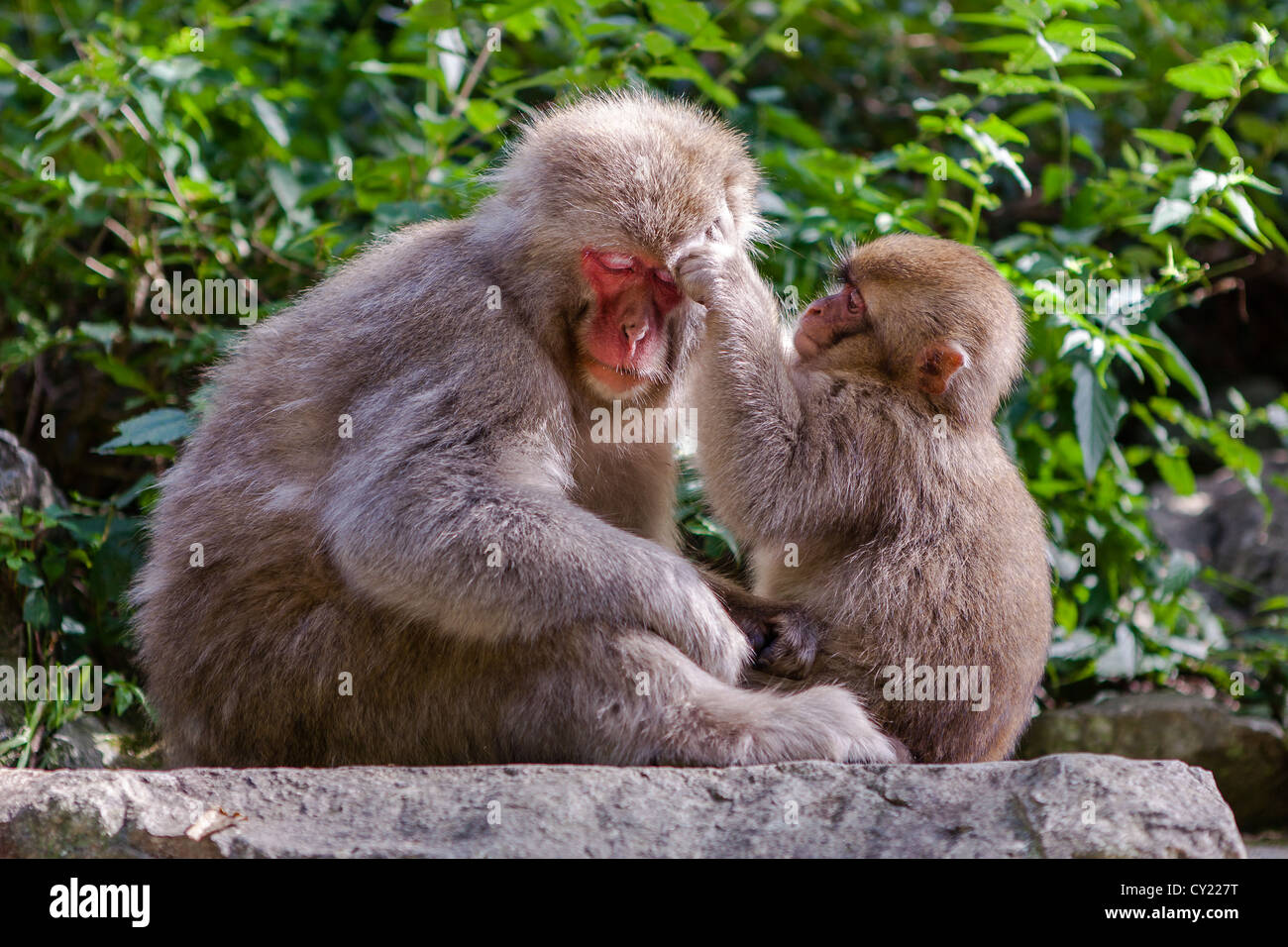 Maquac hi-res stock photography and images - Alamy