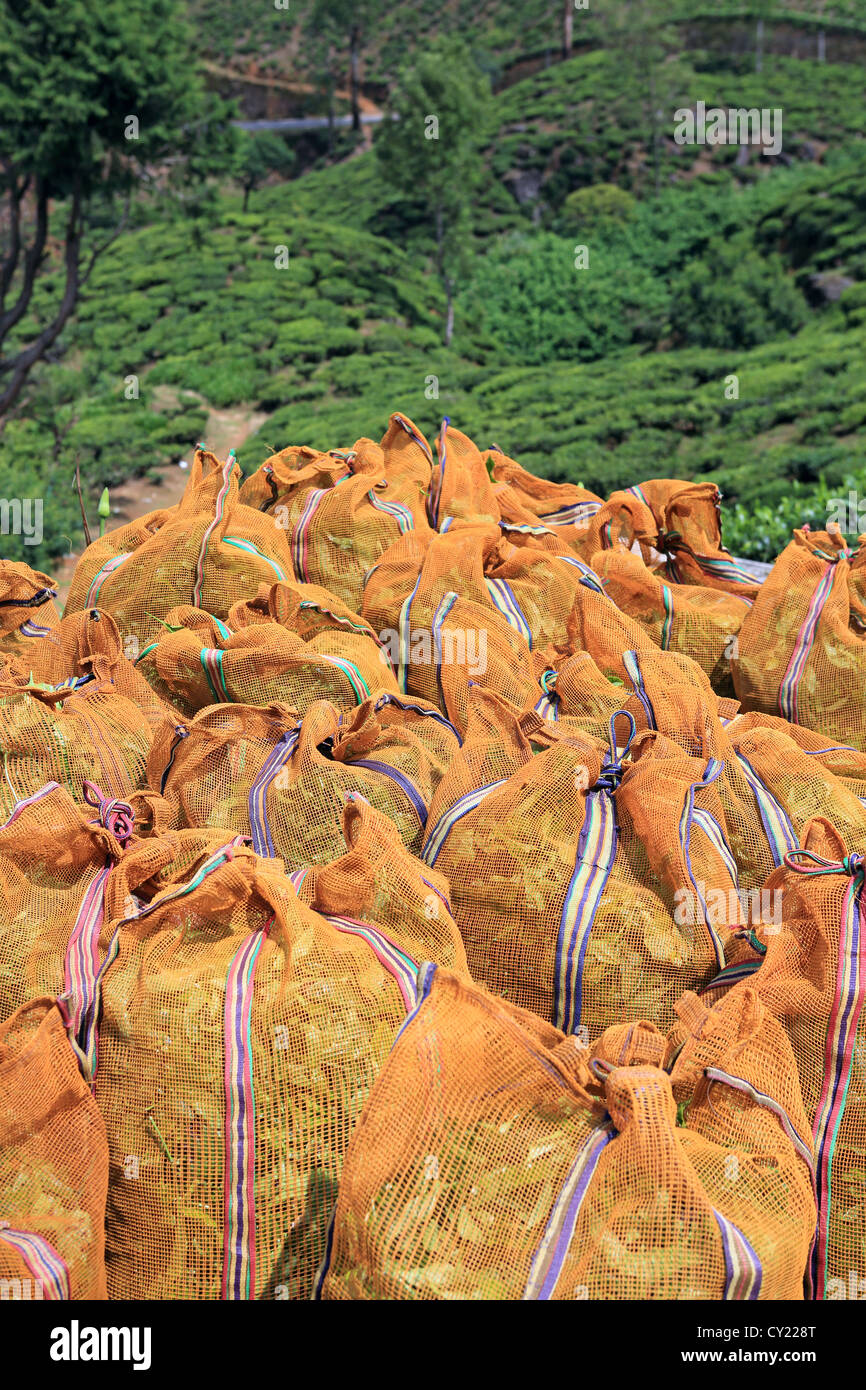 Handpicked tea hi-res stock photography and images - Alamy