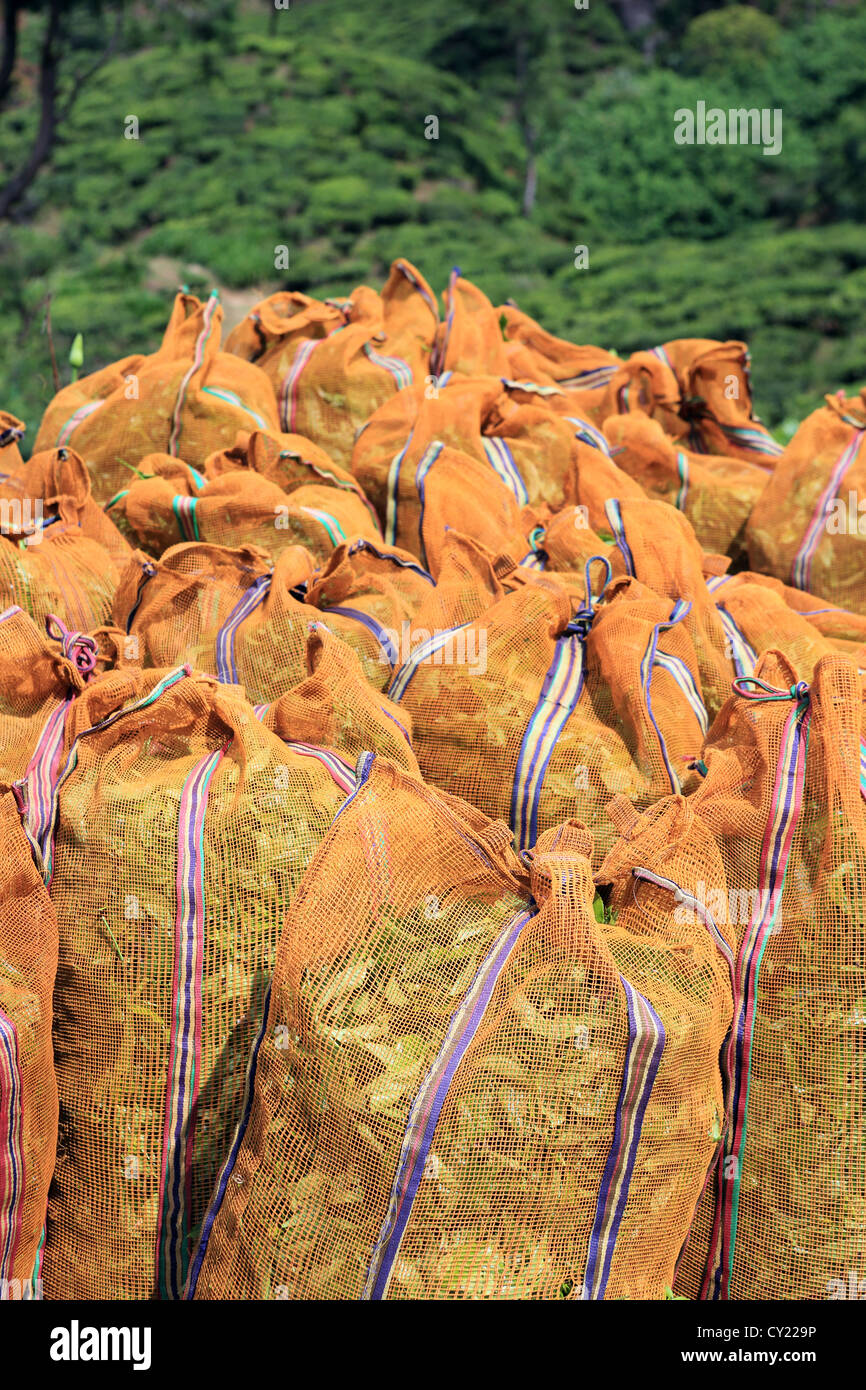 Sacks full of fresh handpicked tea at a tea estate near Nuwara Eliya in ...