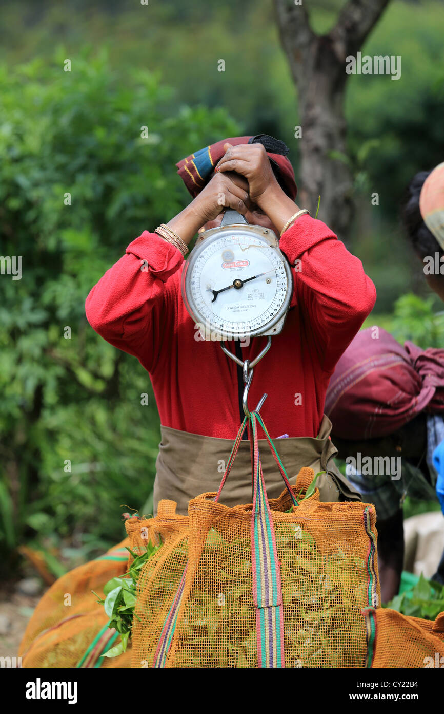 Sri Lankan women weighing sacks of fresh picked tea at a tea estate ...