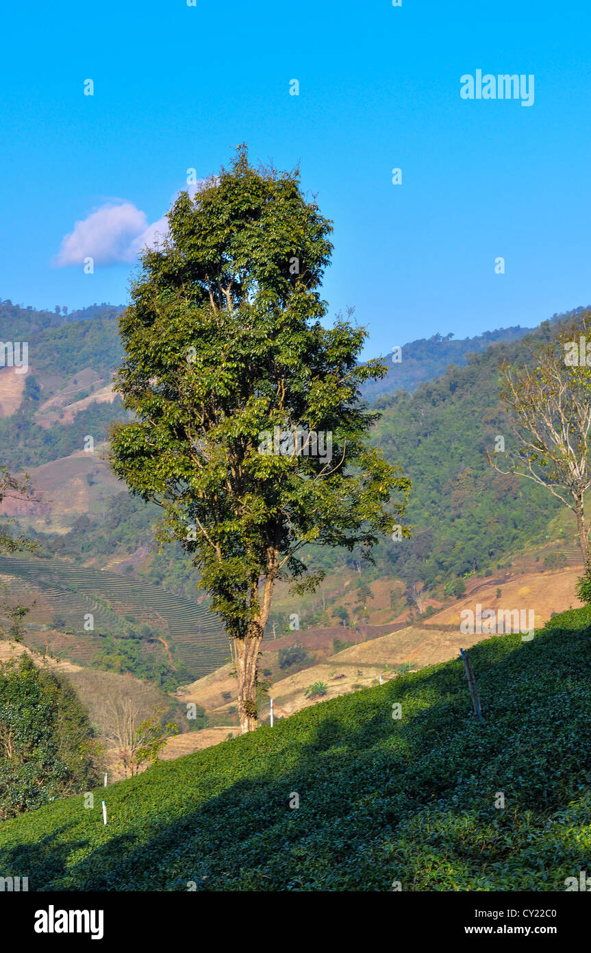 Lonely Trees stand alone among step of tea plantation Stock Photo - Alamy