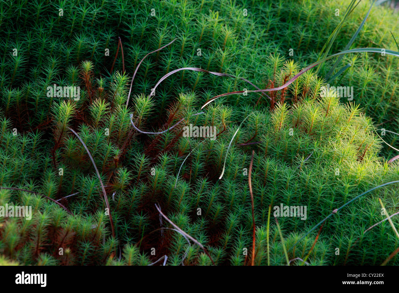Hair moss hi-res stock photography and images - Alamy
