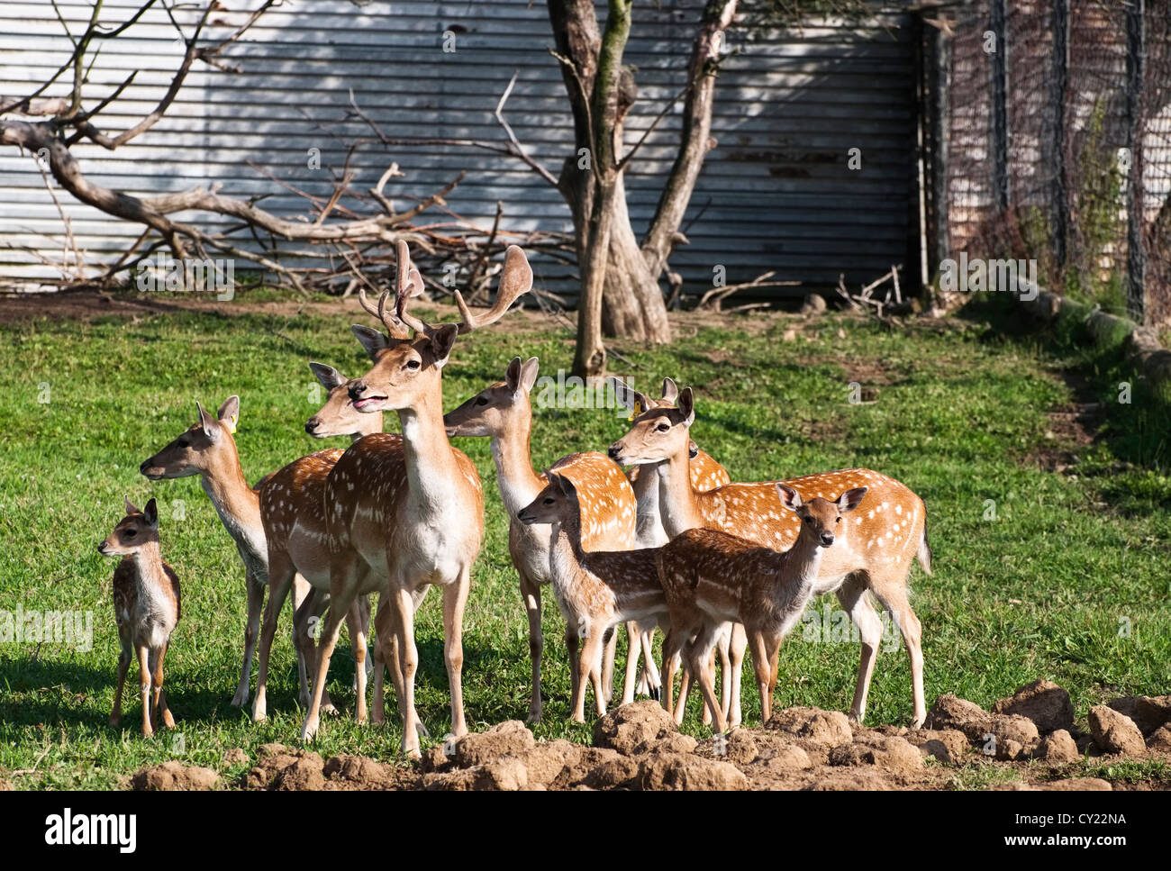 The fallow deer (dama dama) is a ruminant mammal belonging to the ...
