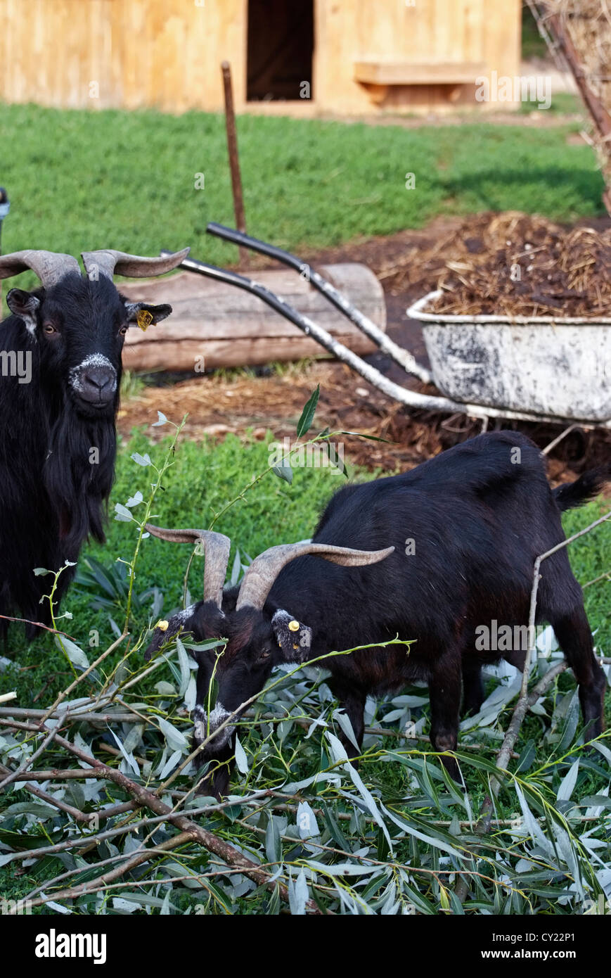 Goat farmyard farm bone horn hi-res stock photography and images - Alamy