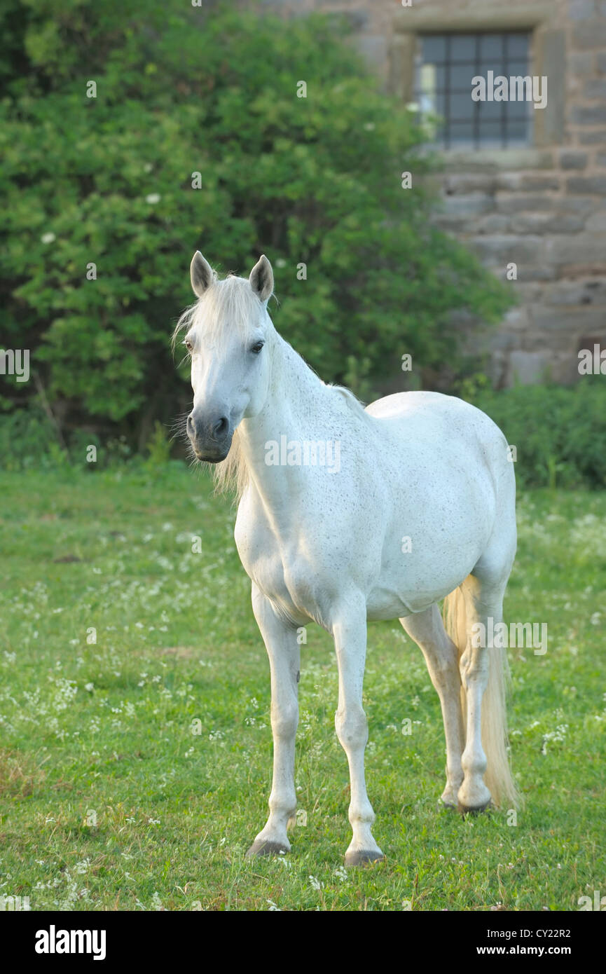 Connemara pony standing in the field Stock Photo - Alamy
