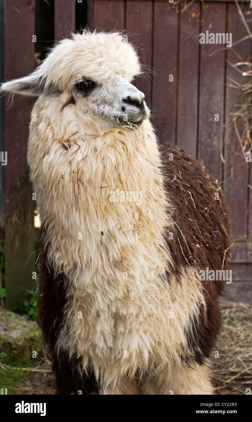 Camelid llama alpaca peru vicugna hi-res stock photography and images ...