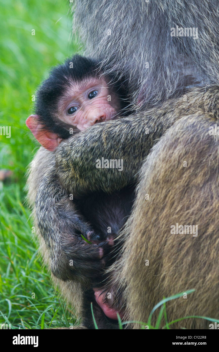 Mother and Baby Baboon in the wild Stock Photo - Alamy