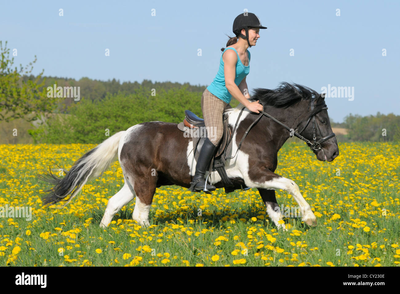 Young rider on back of a pony galloping in a flower meadow Stock Photo ...